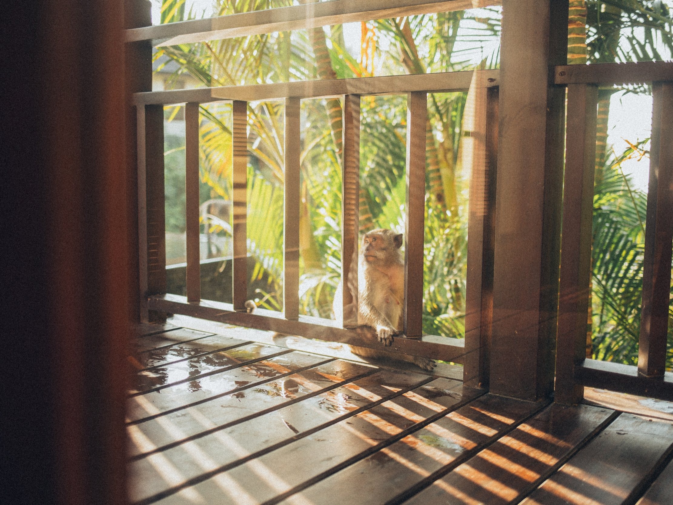 Pest Proof_clear guard